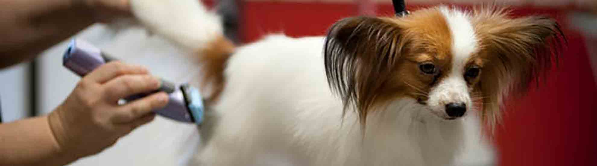 Sanitary Trim – Pawdicures for Pups